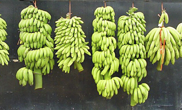 Honduras impulsa mejoramiento genético de banano resistente a ...